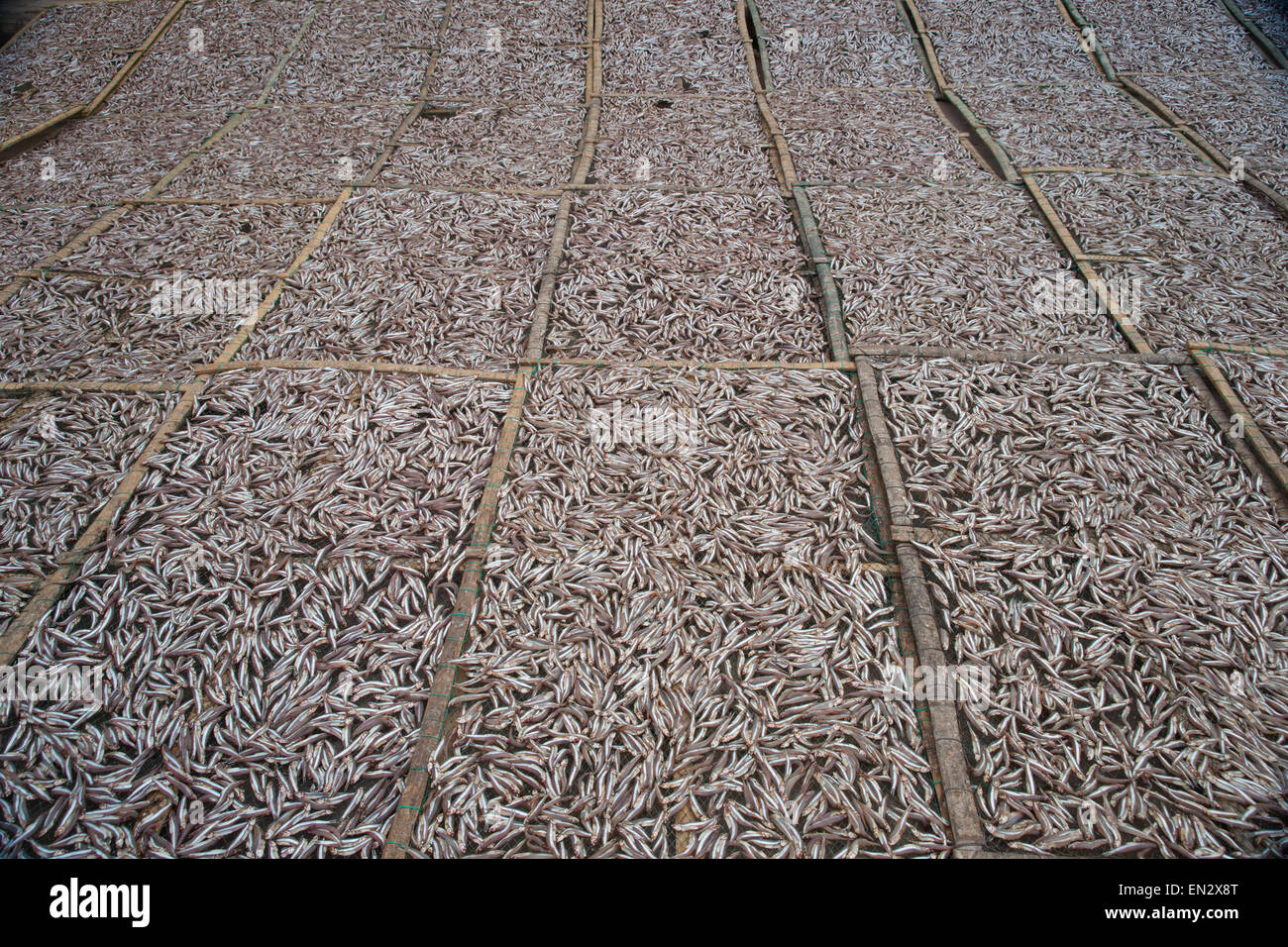 Planty of little anchovy fish drying on open air Stock Photo - Alamy