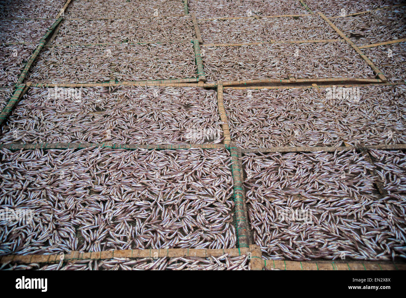 Planty of little anchovy fish drying on open air Stock Photo - Alamy