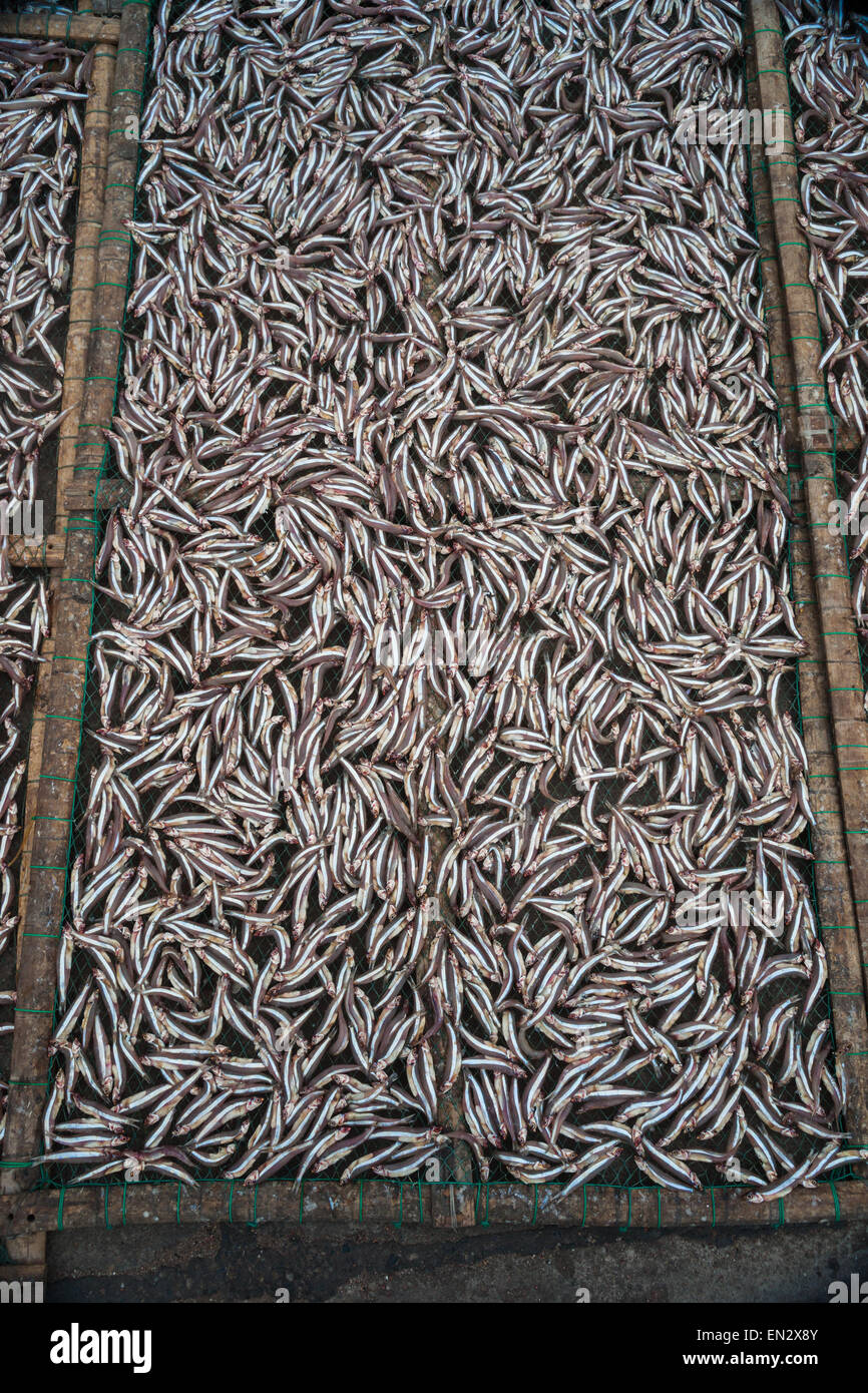 Planty of little anchovy fish drying on open air Stock Photo - Alamy