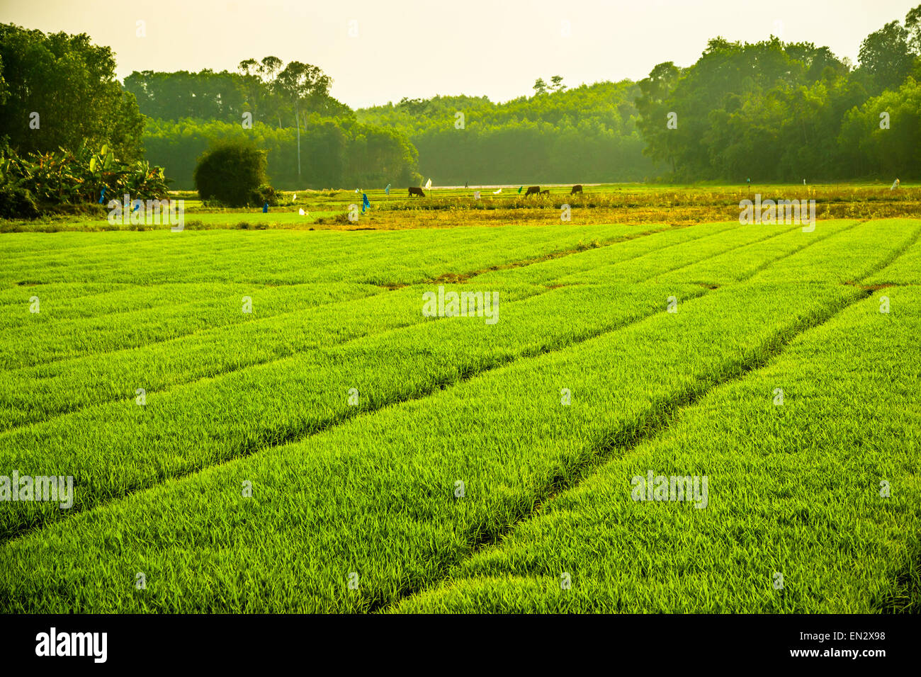 Vast fields of rice Stock Photo - Alamy