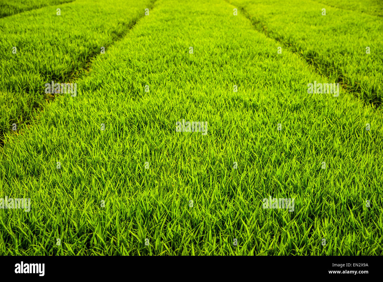 Closeup of rice field Stock Photo - Alamy