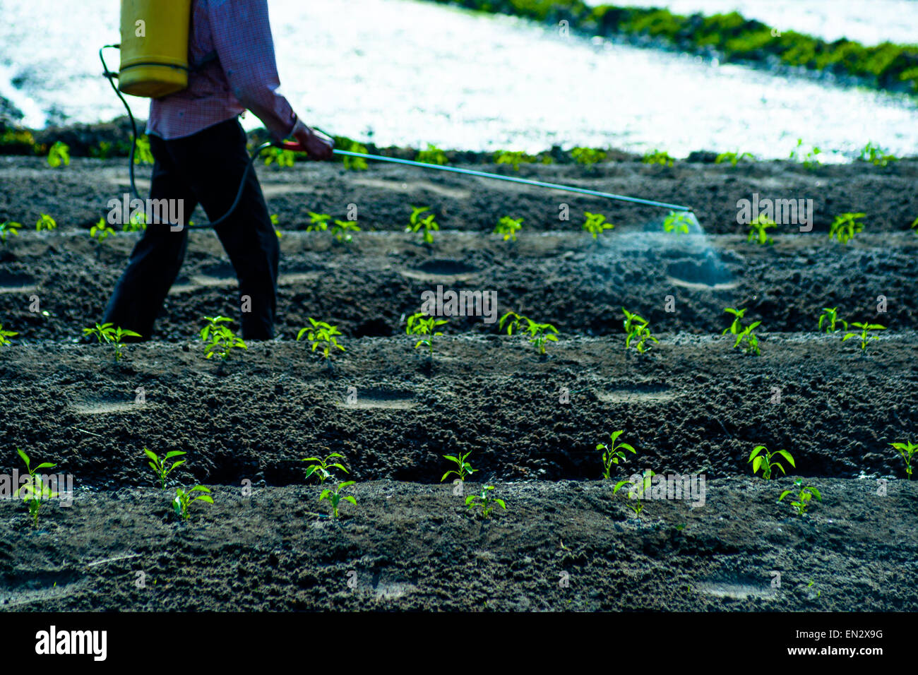 Farmer spraying insecticides hi-res stock photography and images - Alamy