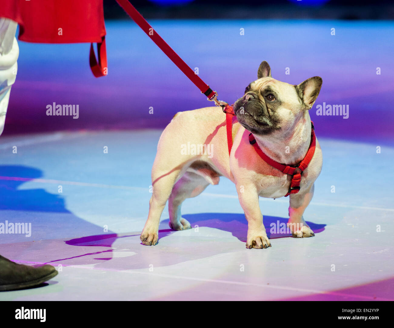 French bulldog back hi-res stock photography and images - Alamy