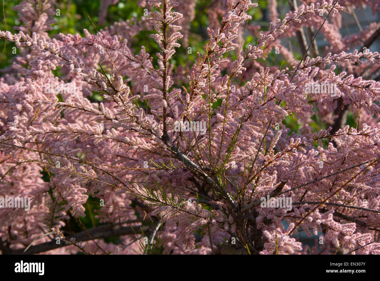 A branch of tamarisk(Tamarix) with pink flowers Stock Photo - Alamy