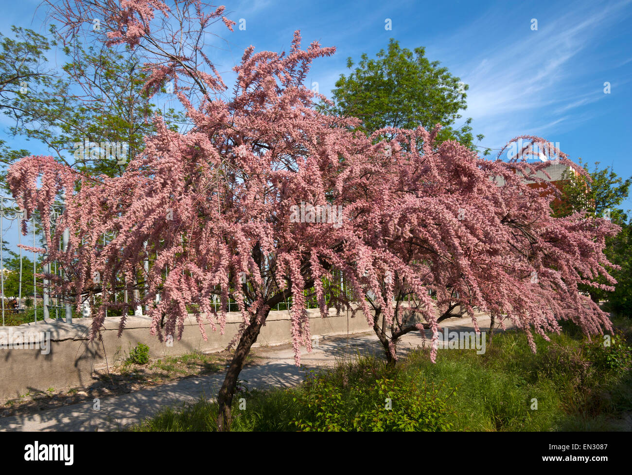 A branch of tamarisk(Tamarix) with pink flowers Stock Photo - Alamy