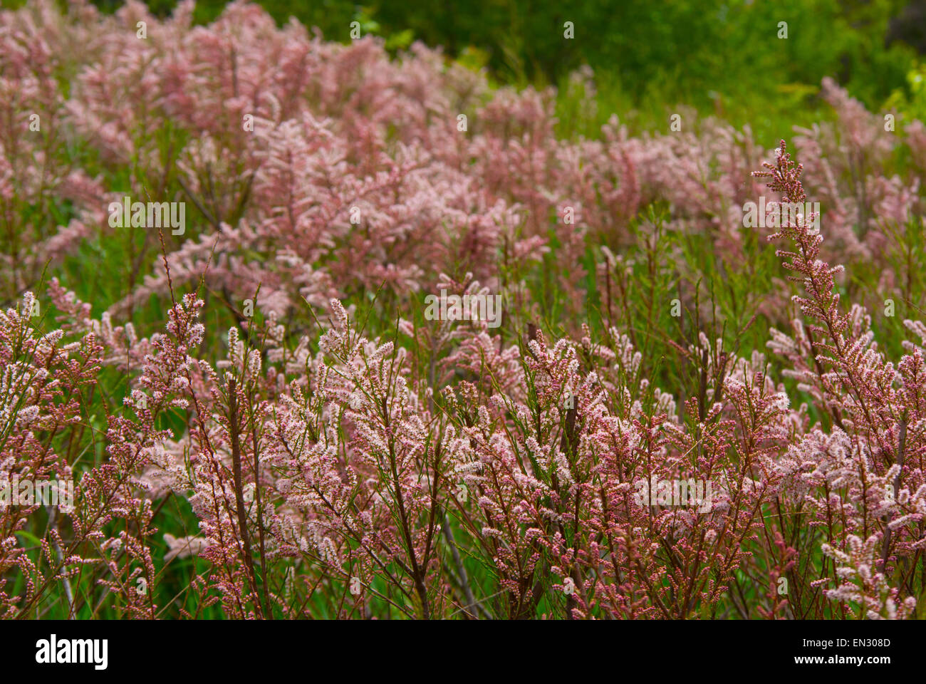 A branch of tamarisk(Tamarix) with pink flowers Stock Photo - Alamy