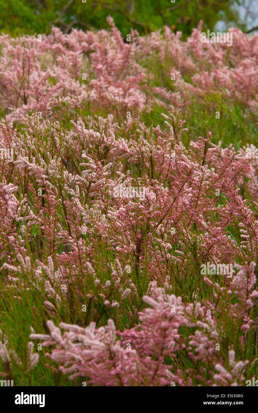 A branch of tamarisk(Tamarix) with pink flowers Stock Photo - Alamy