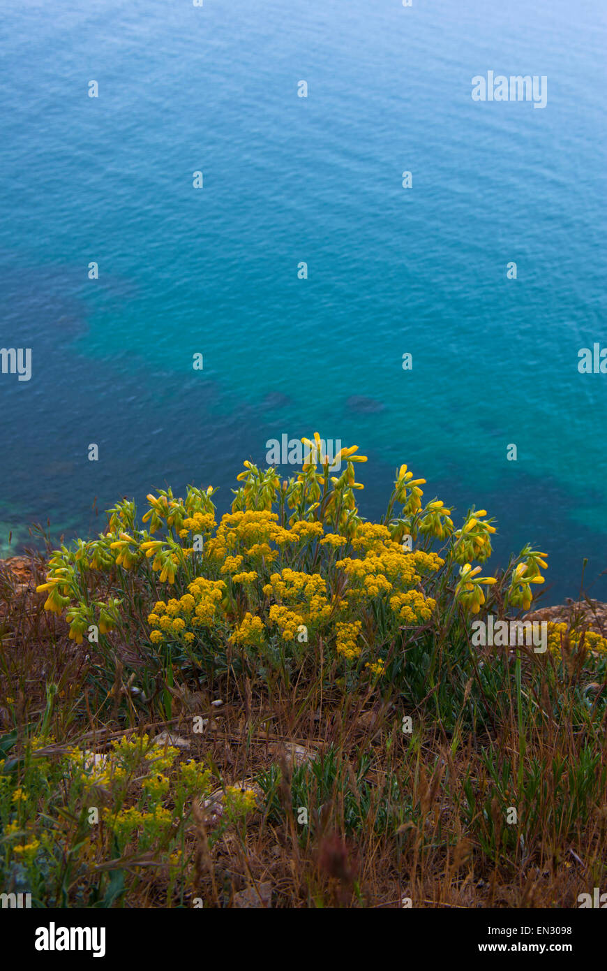 Onosma hi-res stock photography and images - Alamy