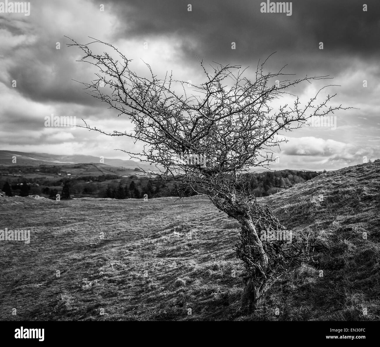 Lonely tree growing on rock hi-res stock photography and images - Alamy