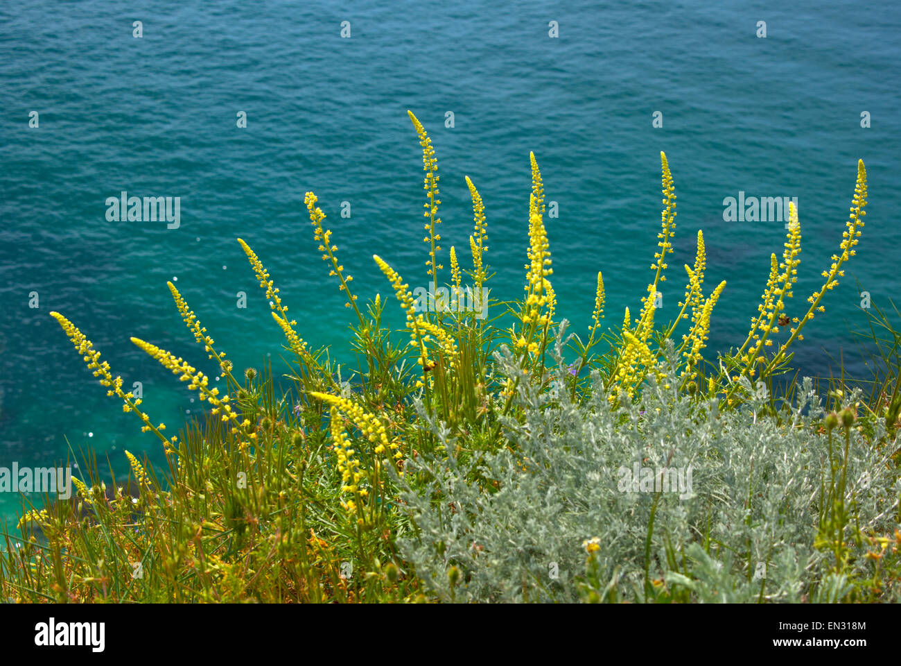 Plant with yellow flowers the yellow mignonette(Reseda lutea L.).Europe ...