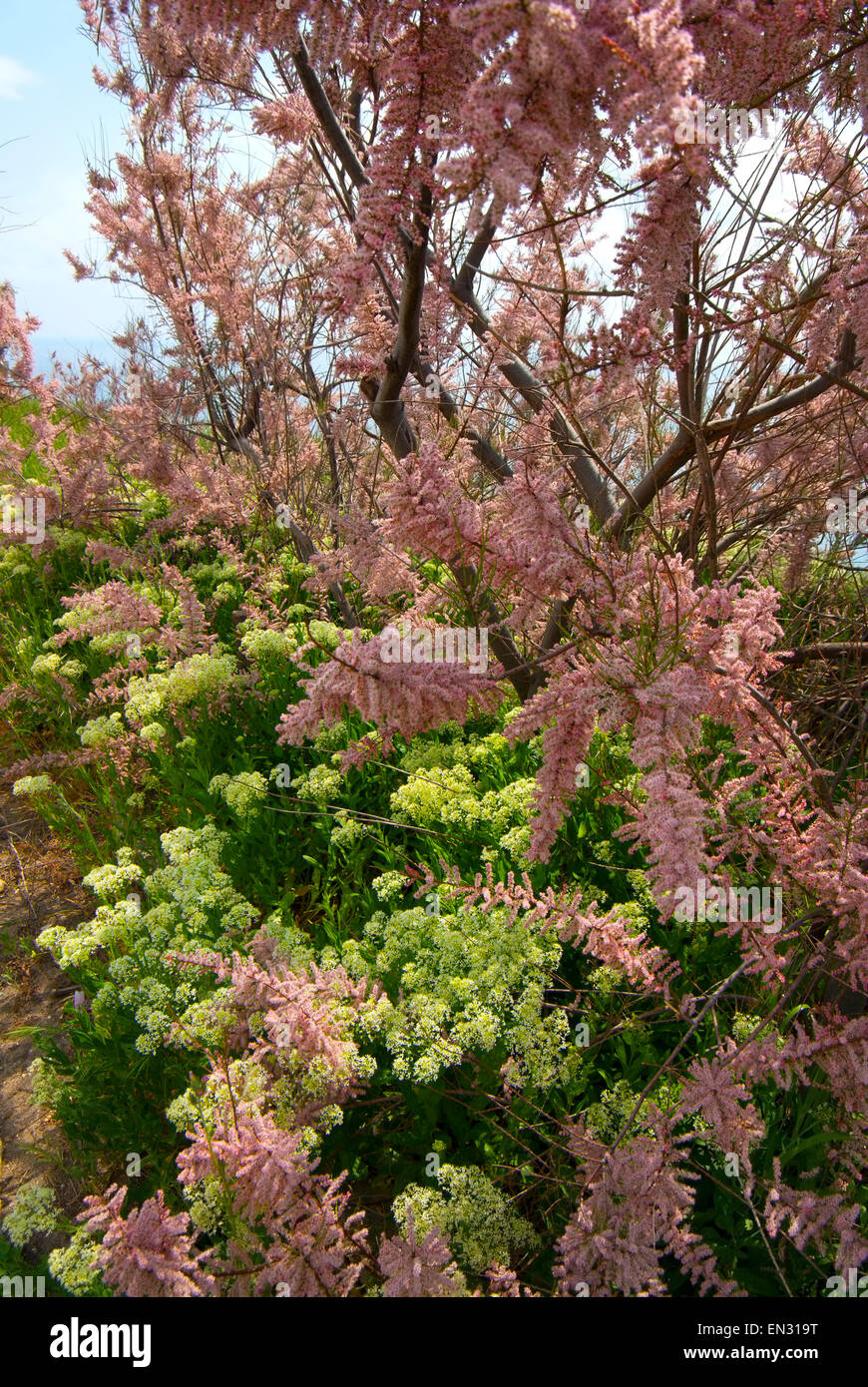 A branch of tamarisk(Tamarix) with pink flowers Stock Photo - Alamy