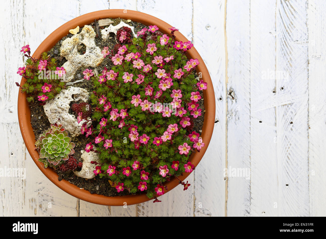 Mini Alpine garden sedum Saxifrage pink flowers blossom with rocks in ...