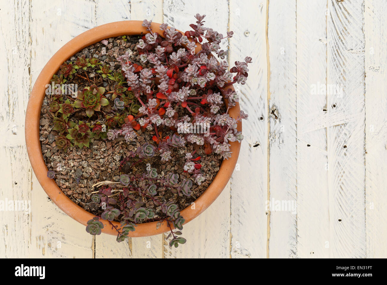 Alpine Tundra Flowers Arctic High Resolution Stock Photography and ...
