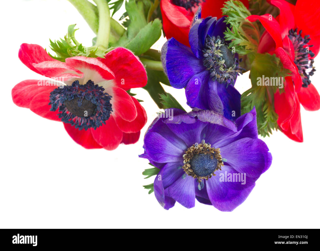 blue and red anemone fresh flowers close up isolated on white ...