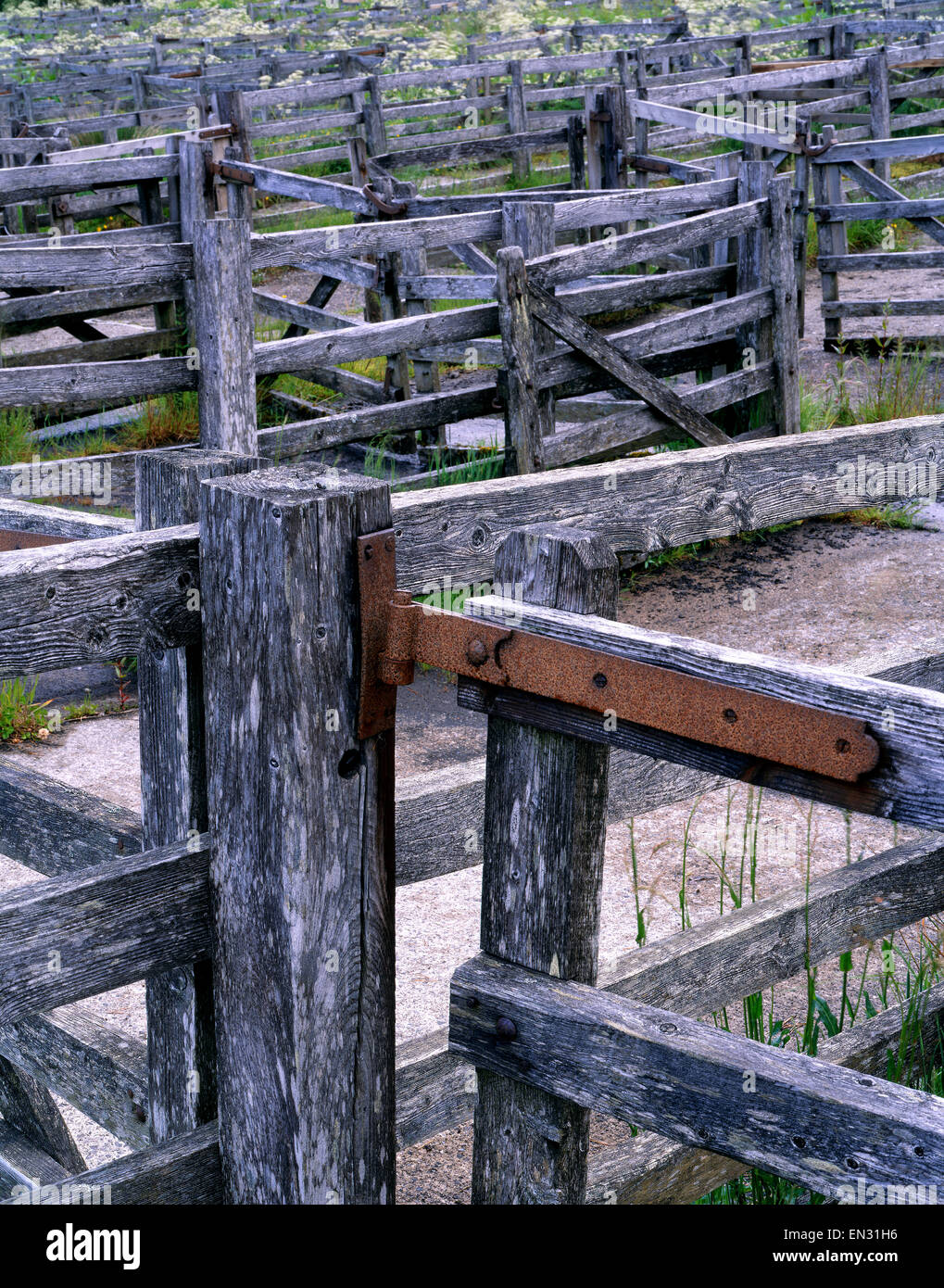Wooden fences and gates at Lairg Cattle Market, Lairg, Sutherland ...