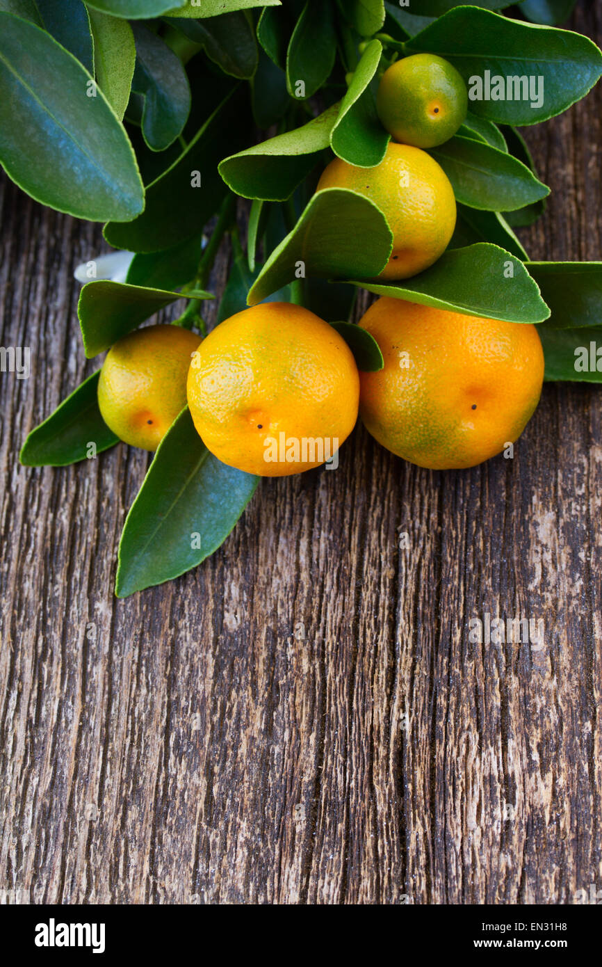 Tangerine tree branch with fresh leaves on wooden table background ...