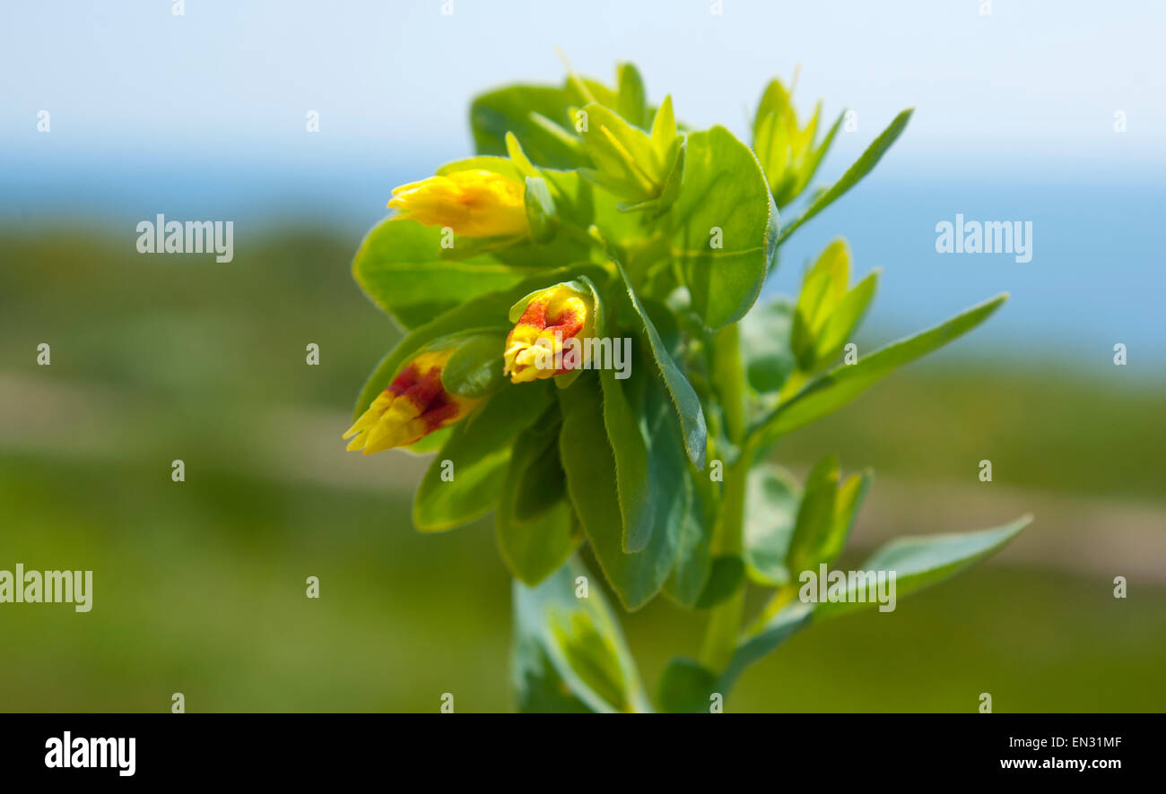 Plant(Cerinthe glabra)flowers.Europe.Russia.The Crimean Peninsula Stock ...