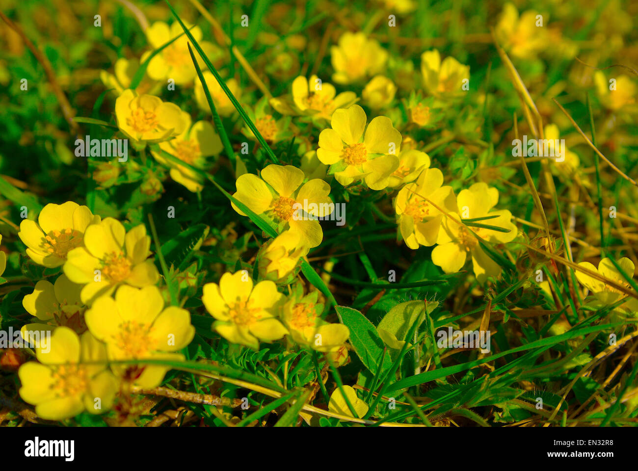 Buttercups leaves hi-res stock photography and images - Alamy