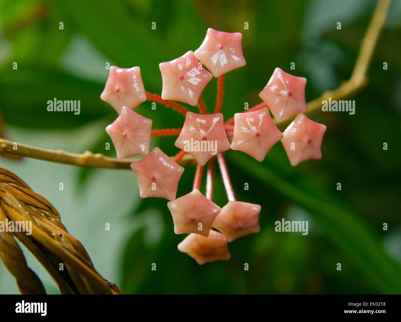 Inflorescence buds hi-res stock photography and images - Alamy