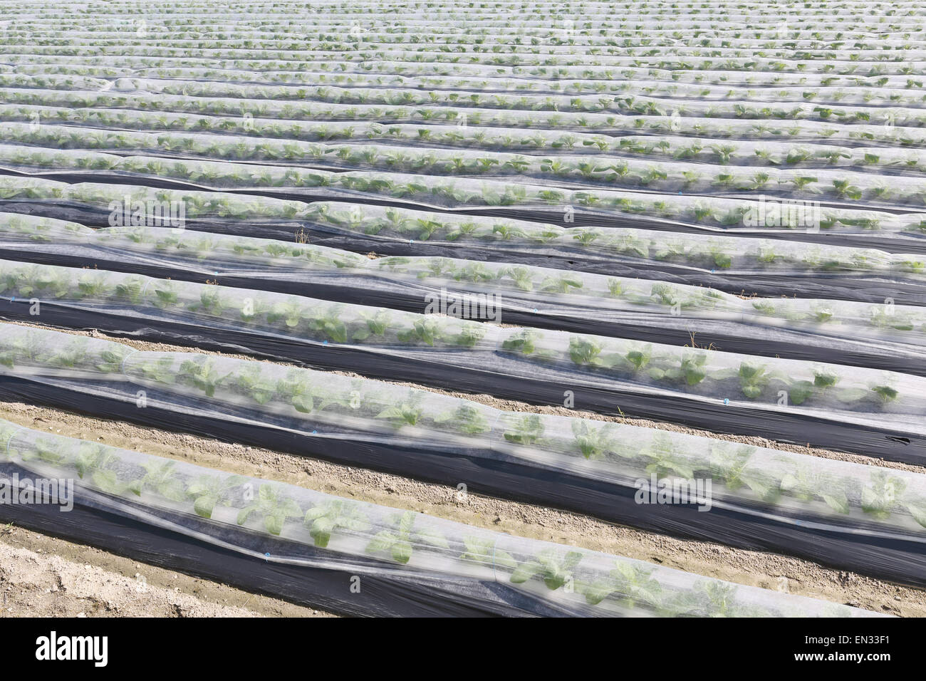 Landscape vegetable farmland Stock Photo - Alamy