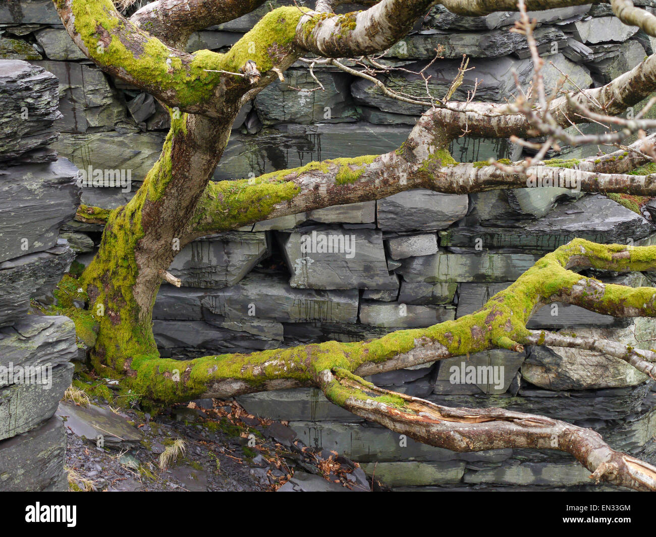 A lichen and moss covered tree growing out of abandoned quarry ...