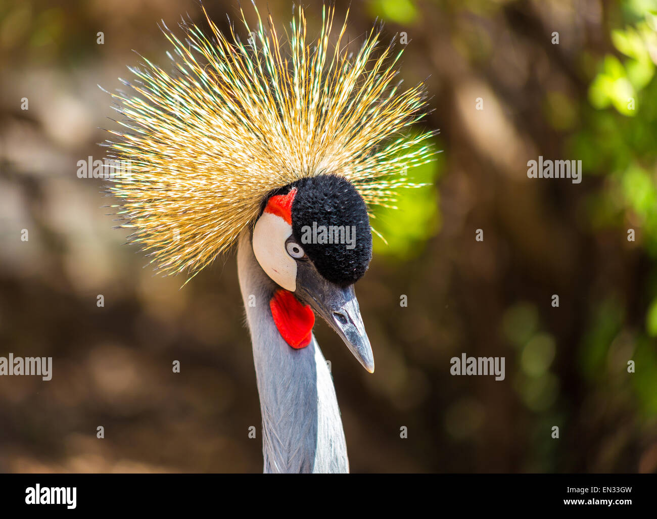 grey South African crowned crane at Attica zoological park Stock Photo ...