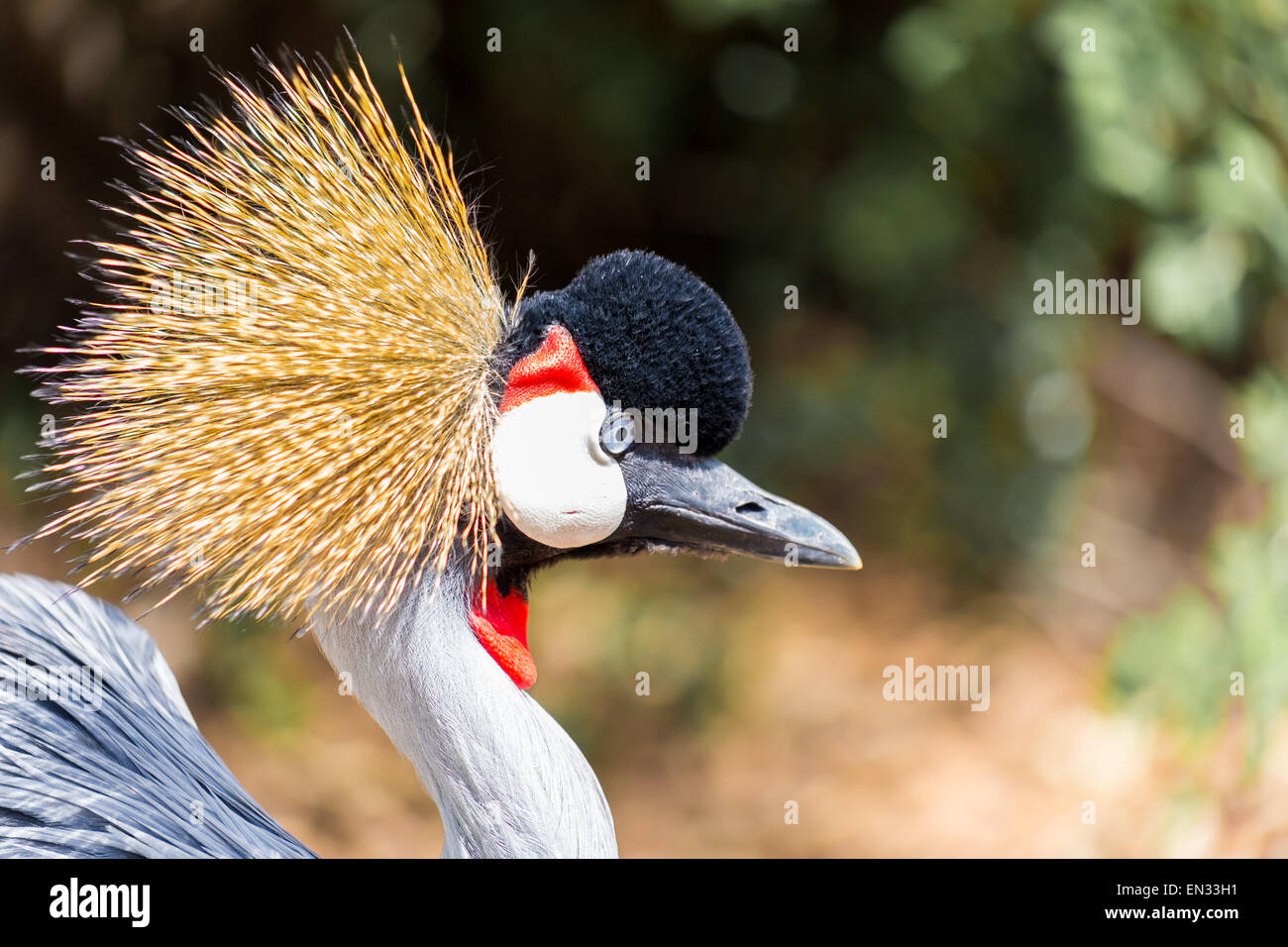 South african crowned crane hi-res stock photography and images - Alamy