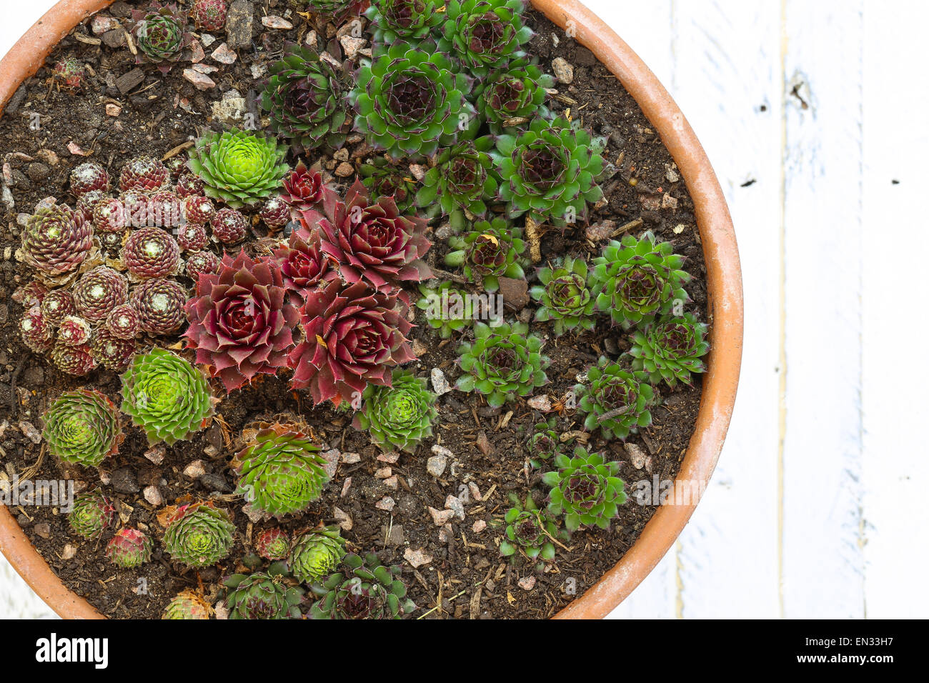 Mini Alpine garden sedum collection green, silver and red leaves in ...
