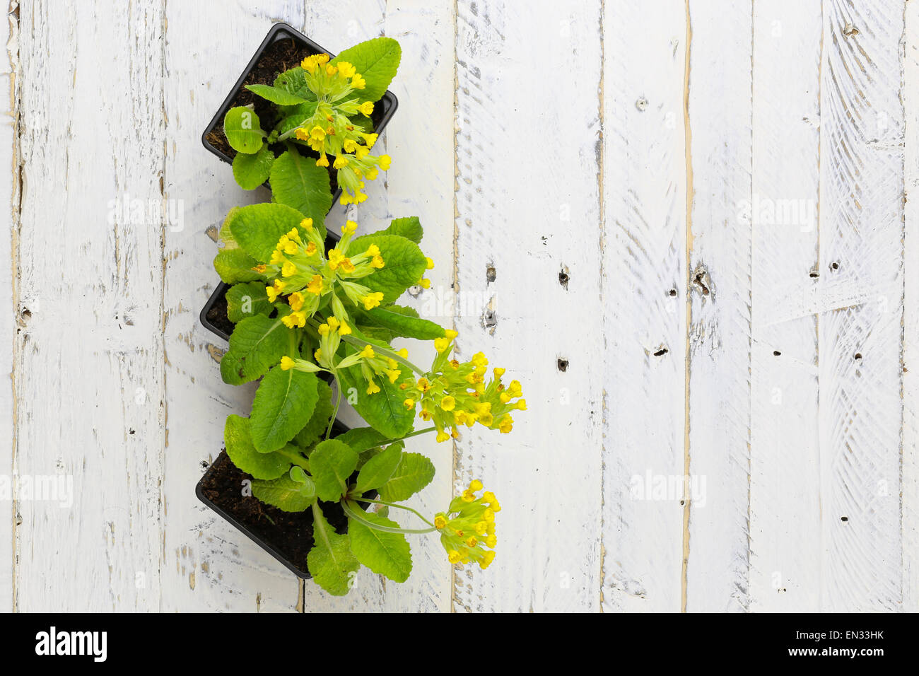 Primula veris common cowslip yellow flowers in black plant pots on ...
