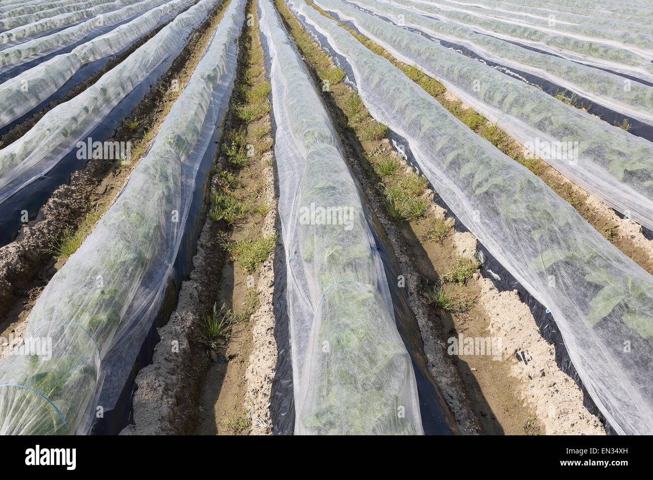 Landscape vegetable farmland Stock Photo - Alamy