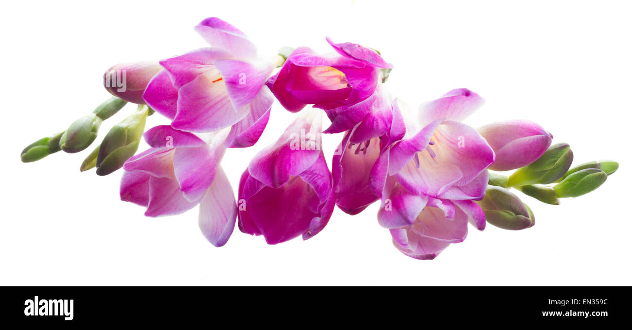 freesia flowers Stock Photo - Alamy