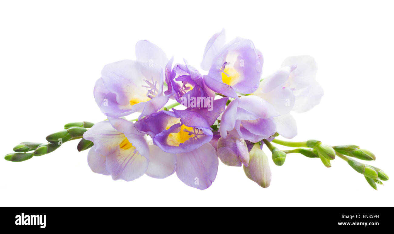freesia flowers Stock Photo - Alamy