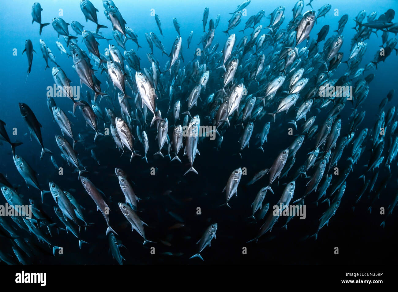 Swarm bigeye trevally fish swimming hi-res stock photography and images ...