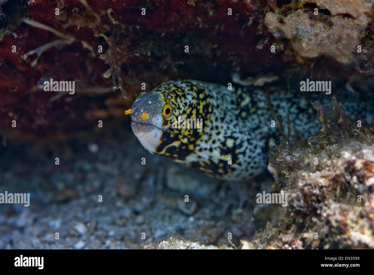 Snowflake moray (Echidna nebulosa), Bali, Indonesia Stock Photo - Alamy