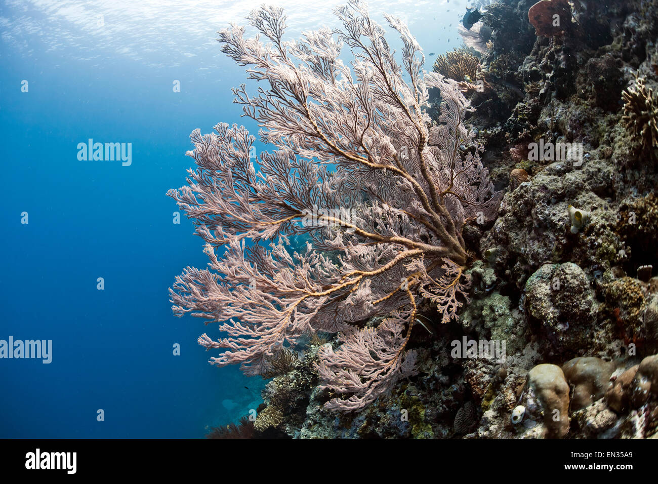 Melithaea sp hi-res stock photography and images - Alamy