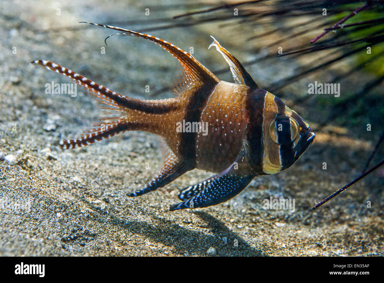 Banggai cardinalfish hi-res stock photography and images - Alamy