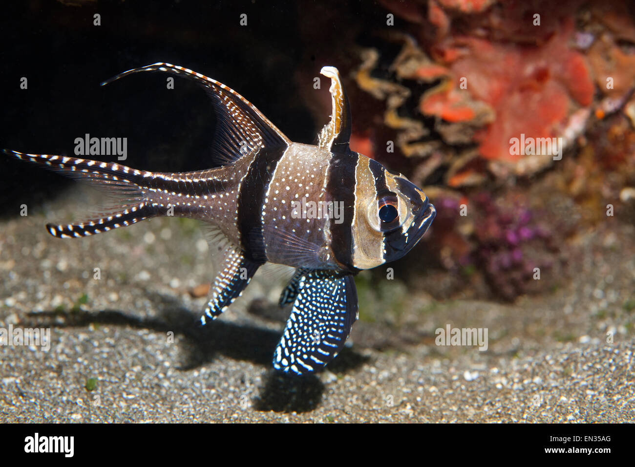 Banggai cardinalfish hi-res stock photography and images - Alamy