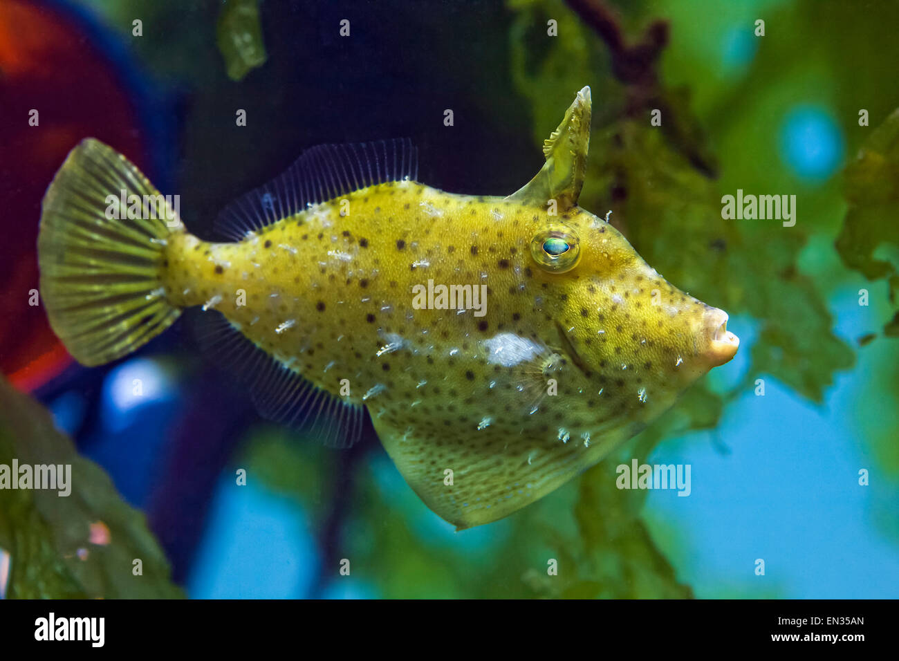 Scraper fish hi-res stock photography and images - Alamy
