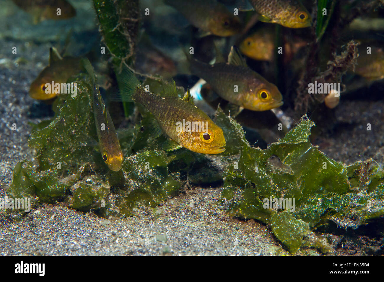 Flagfin Cardinalfish (Apogon hoeveni), Bali, Indonesia Stock Photo - Alamy