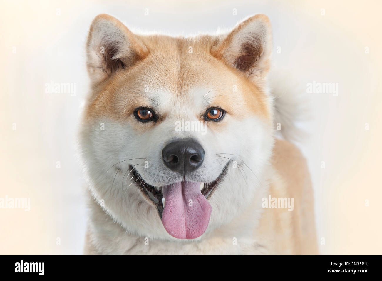Akita inu hi-res stock photography and images - Alamy