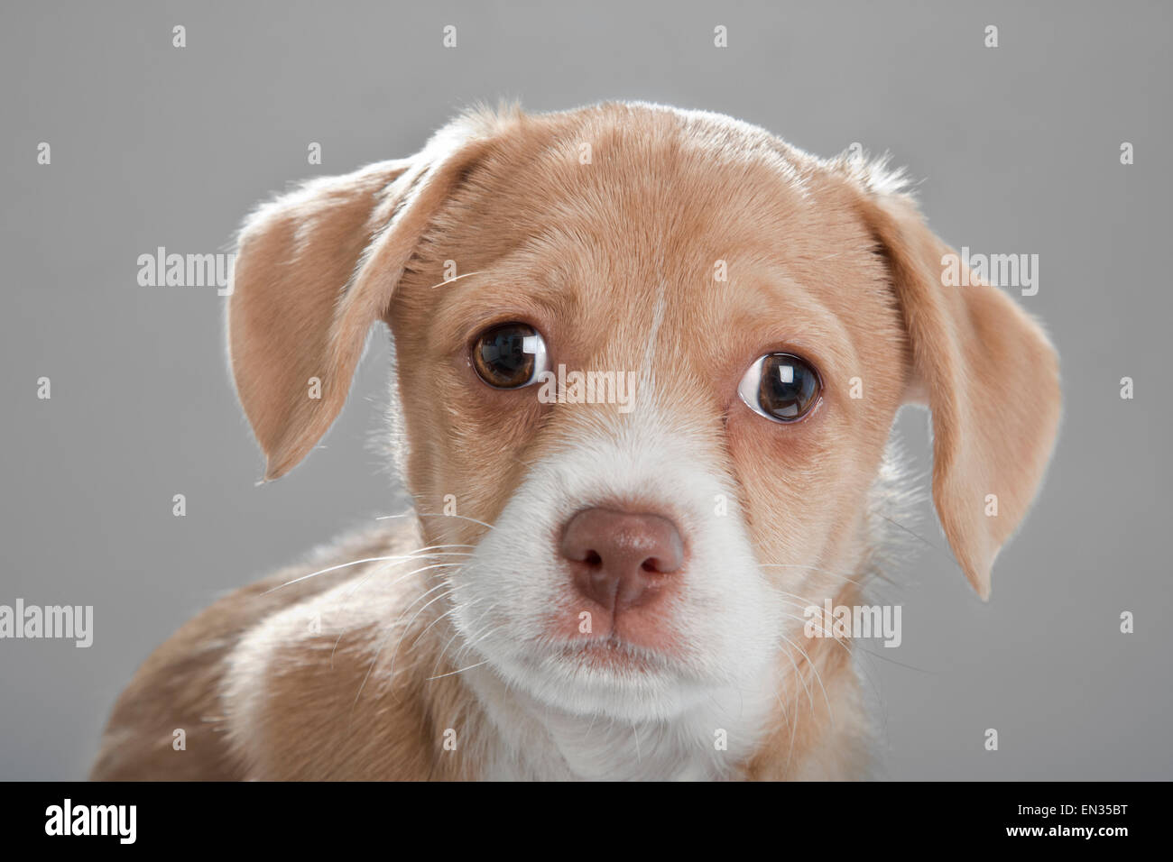 Mongrel close hi-res stock photography and images - Alamy