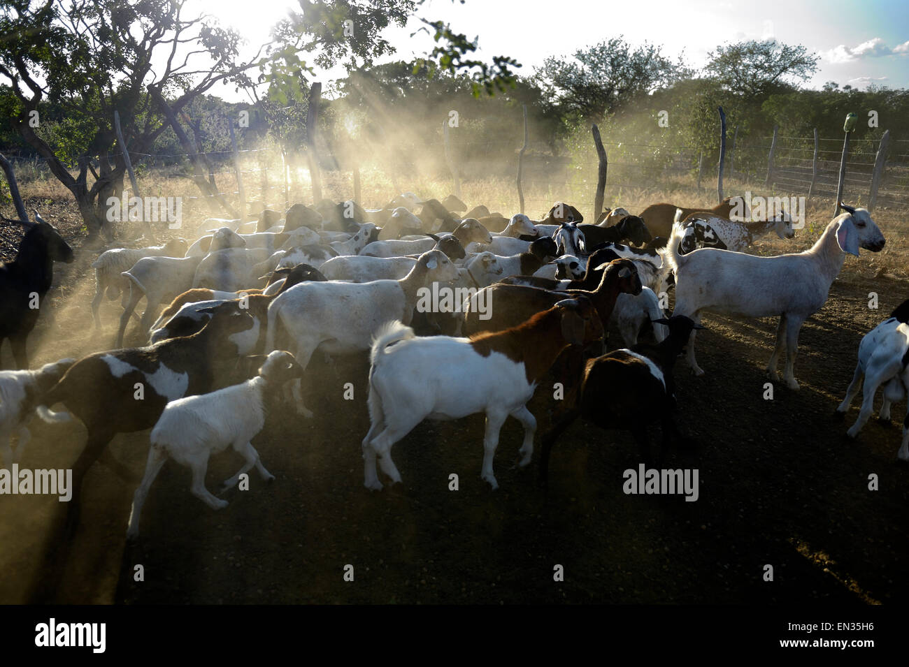 Goats (Capra hircus aegagrus), Bahia, Brazil Stock Photo - Alamy