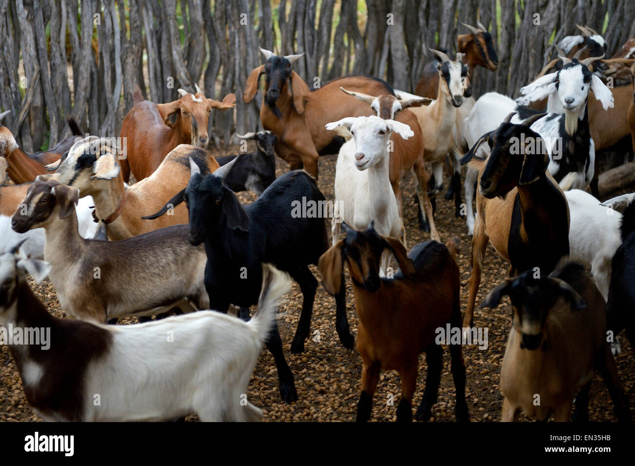 Goats (Capra hircus aegagrus), Bahia, Brazil Stock Photo - Alamy