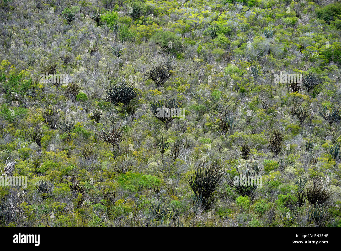 Caatinga brazil hi-res stock photography and images - Alamy