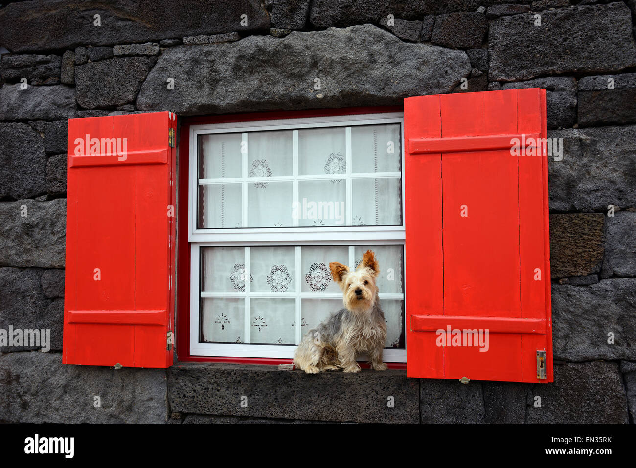 Shutter dog hi-res stock photography and images - Alamy