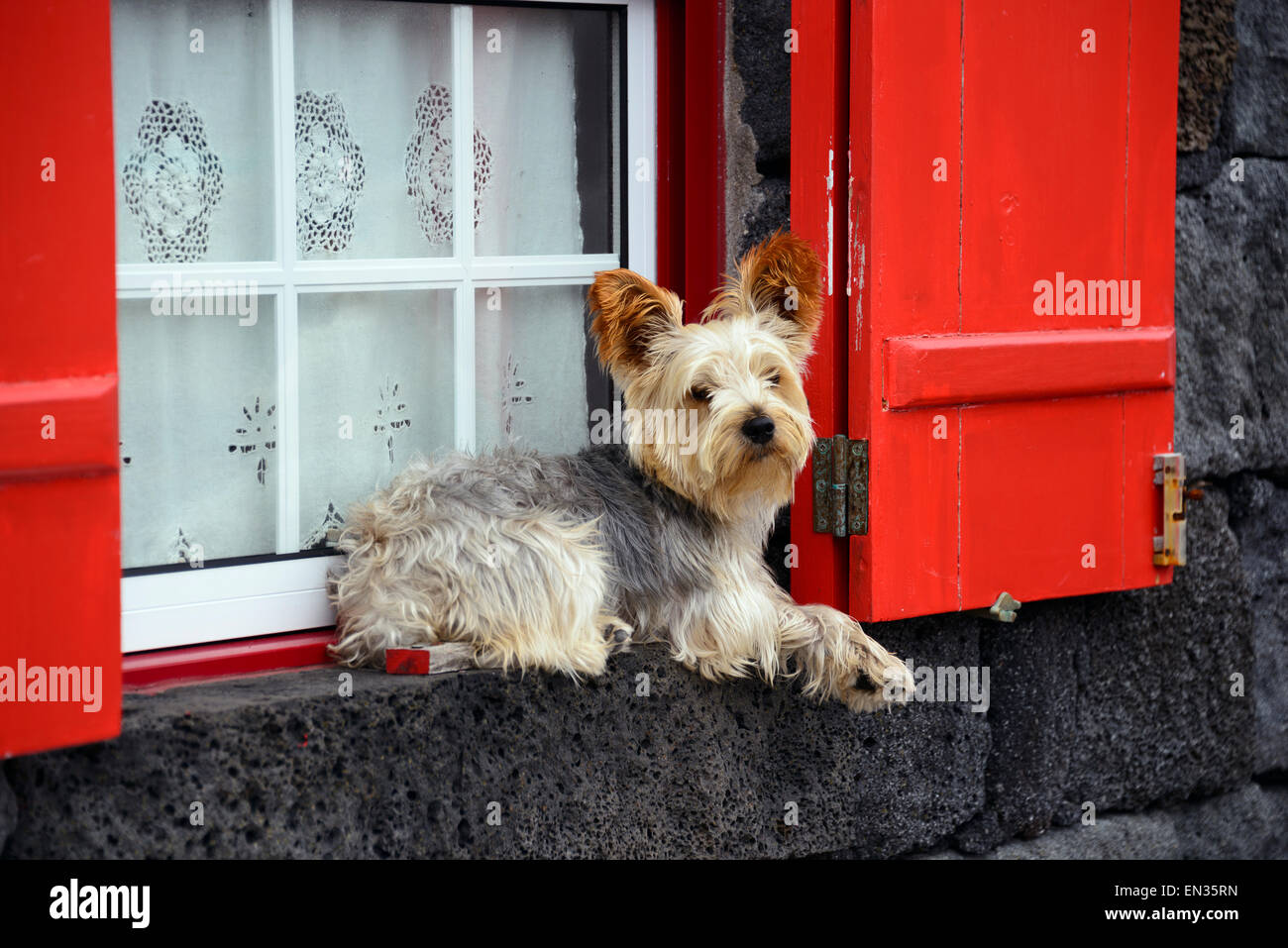 Shutter dog hi-res stock photography and images - Alamy
