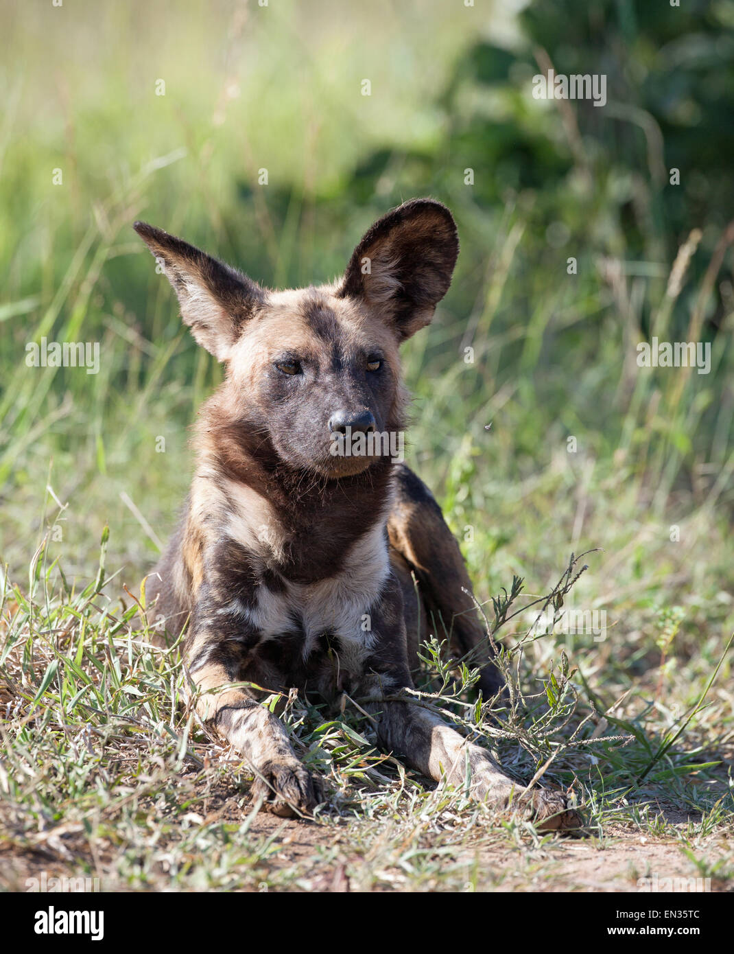 African Wild Dog (Lycaon pictus), Kruger National Park, South Africa ...