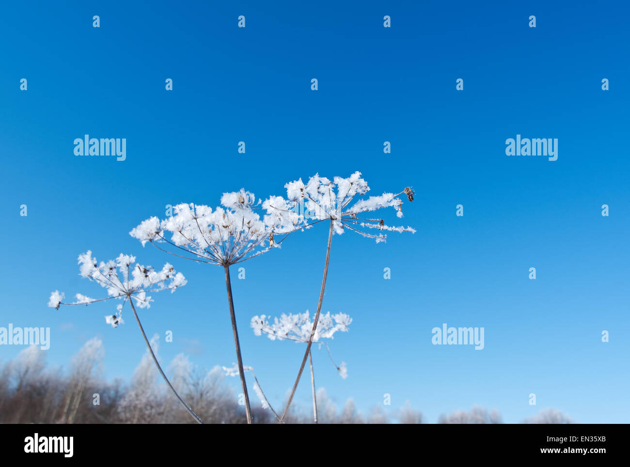 Winter scene .Frozenned flower close up Stock Photo - Alamy