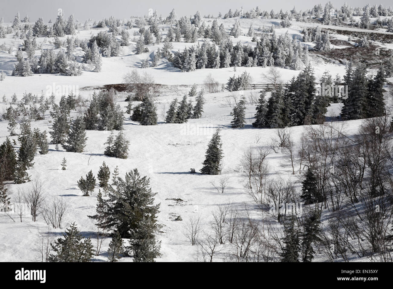 Tree line, Arièges, Pyrenees, France Stock Photo - Alamy