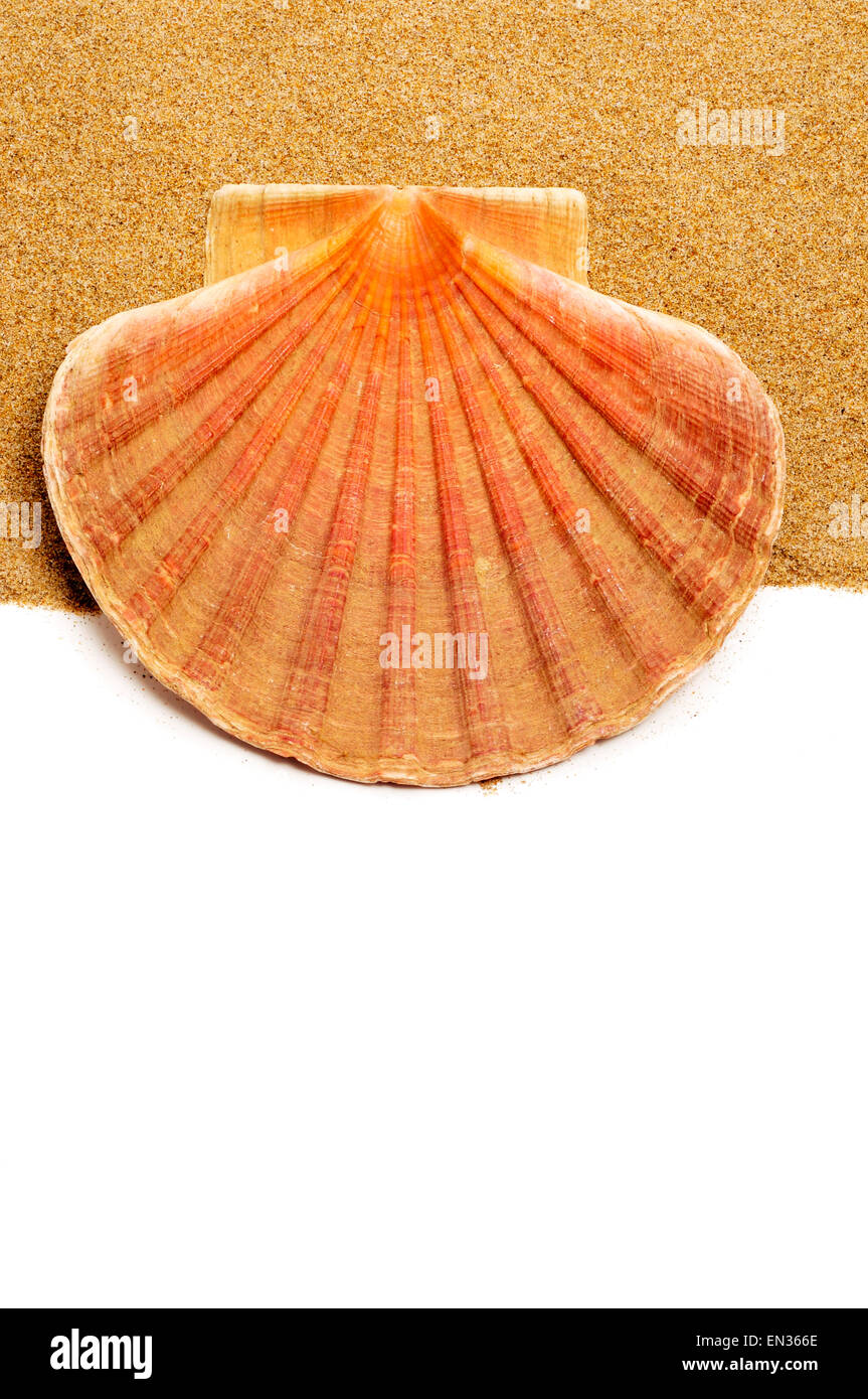 closeup of a scallop shell on the sand, on a white background with a ...